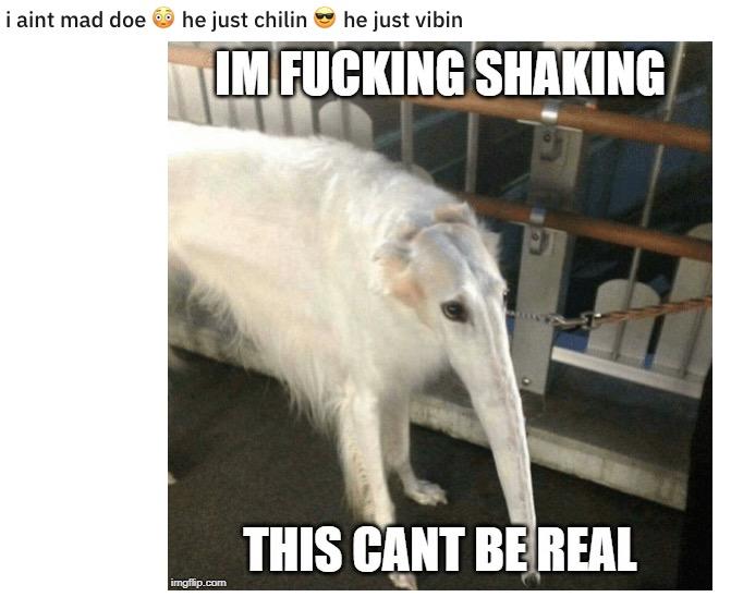 Just Vibin Dog | Just Vibin' | Know Your Meme