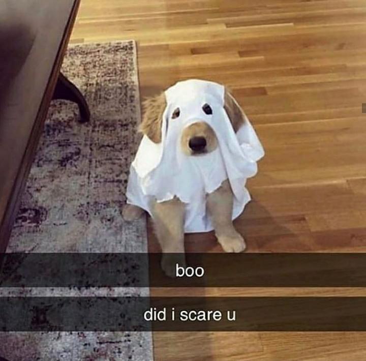 u/_Dat_one_saddo___ | Dogs | Know Your Meme