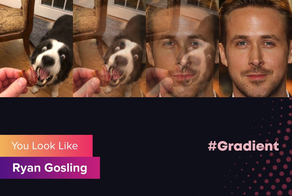 My dog | Gradient | Know Your Meme