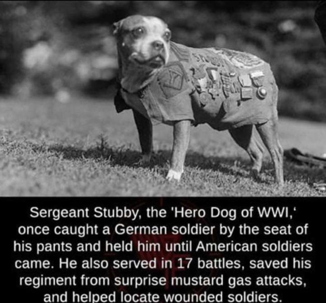 Hero of ww1 | /r/wholesomememes | Wholesome Memes | Know Your Meme