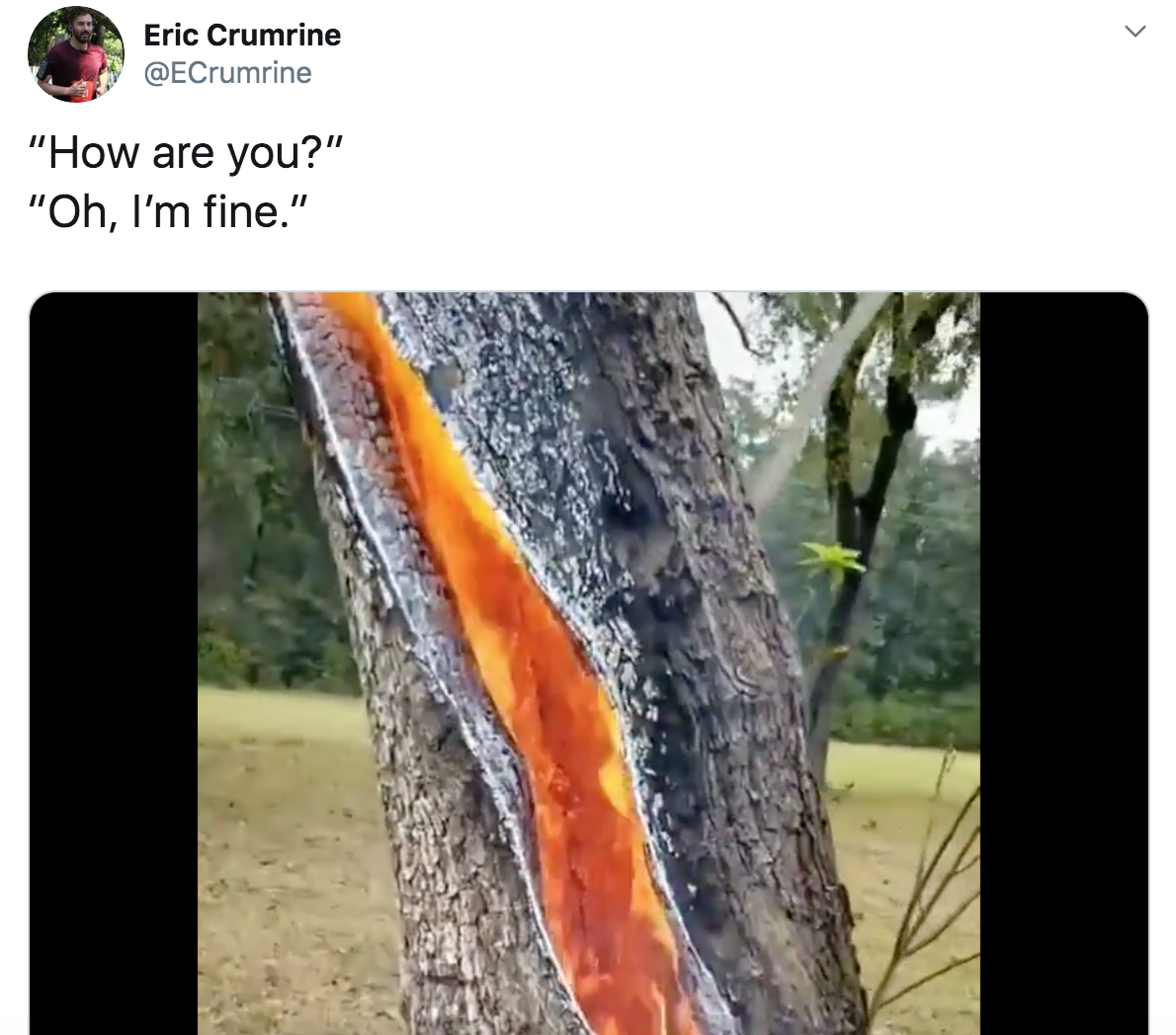 Fine | Tree Struck by Lightning | Know Your Meme