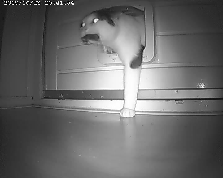 My cat bringing home a mouse | /r/mildlyinteresting | Mildly ...