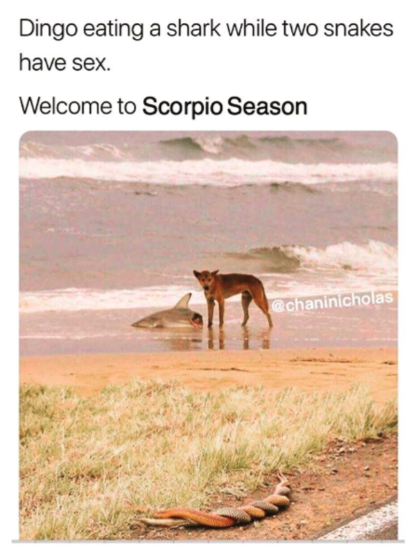 Dingo Shark and two snakes | Scorpio Season | Know Your Meme