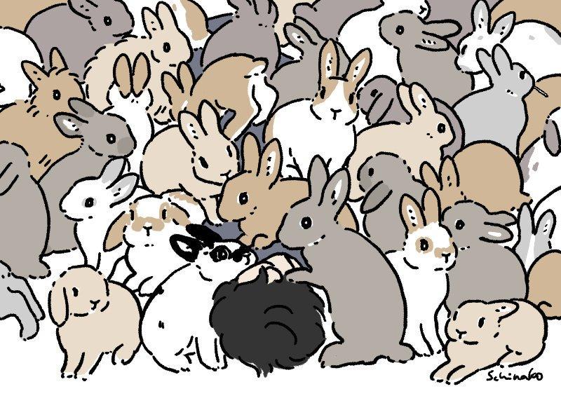 Even more buns | Rabbits | Know Your Meme