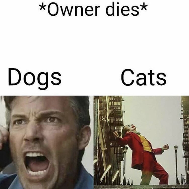Cats are funny | /r/ComedyCemetery | Comedy Cemetery | Know Your Meme