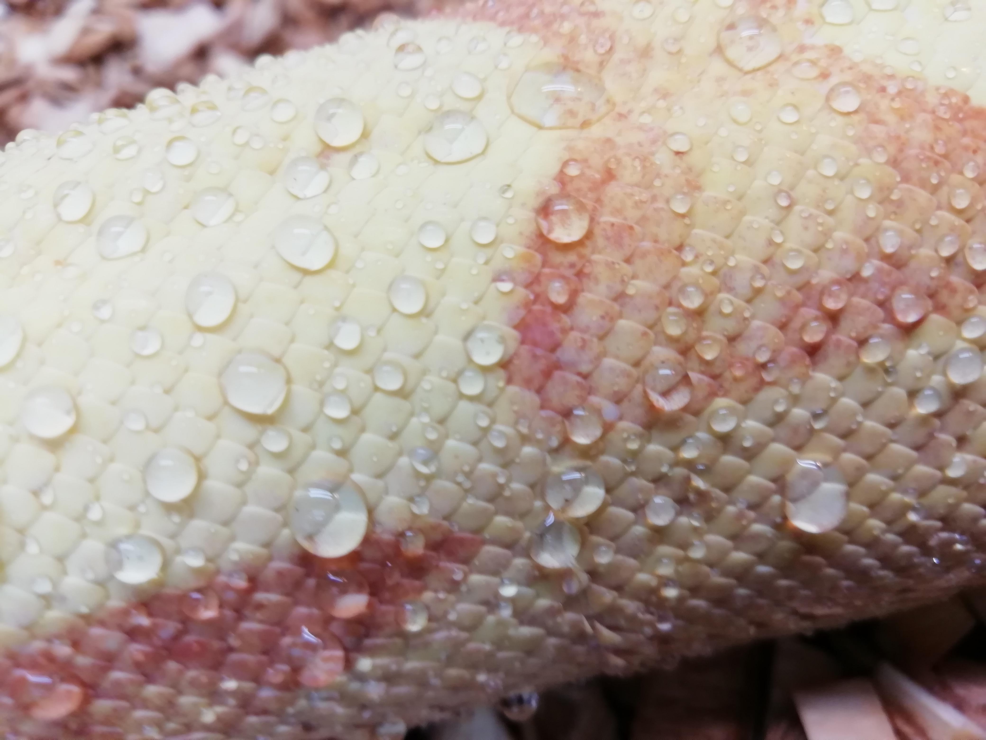 The way water droplets sit on snakes skin | /r/mildlyinteresting ...