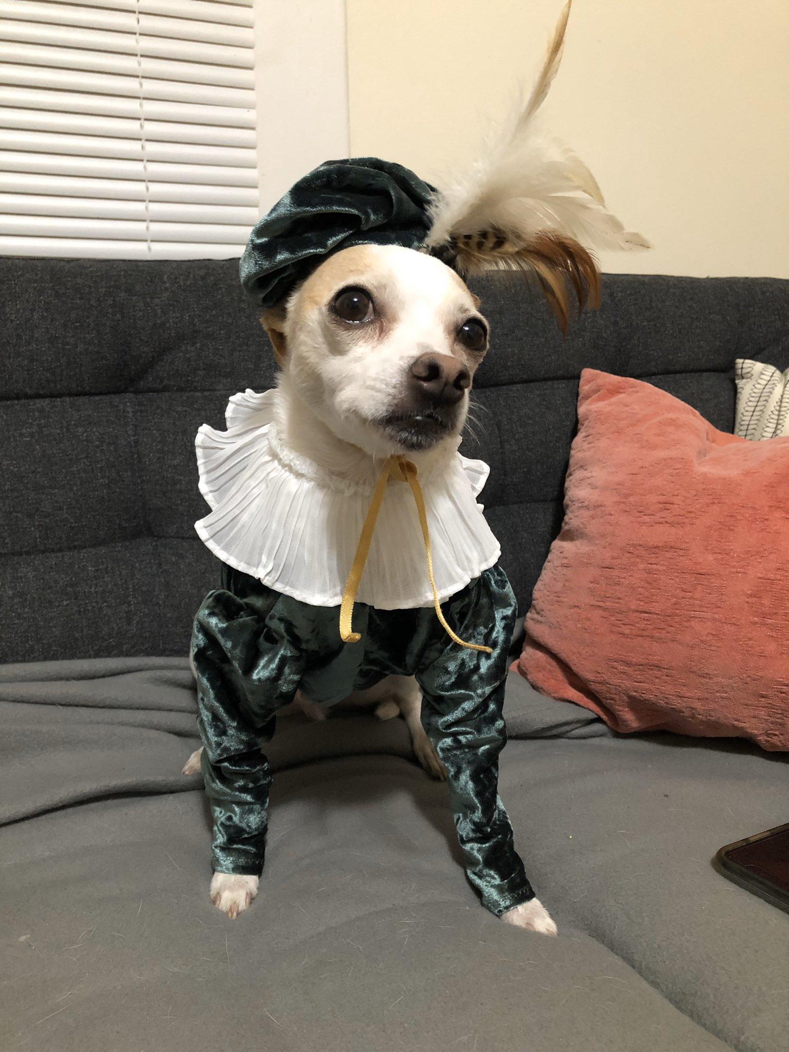 halloween costume 2019 #17 | Dogs | Know Your Meme