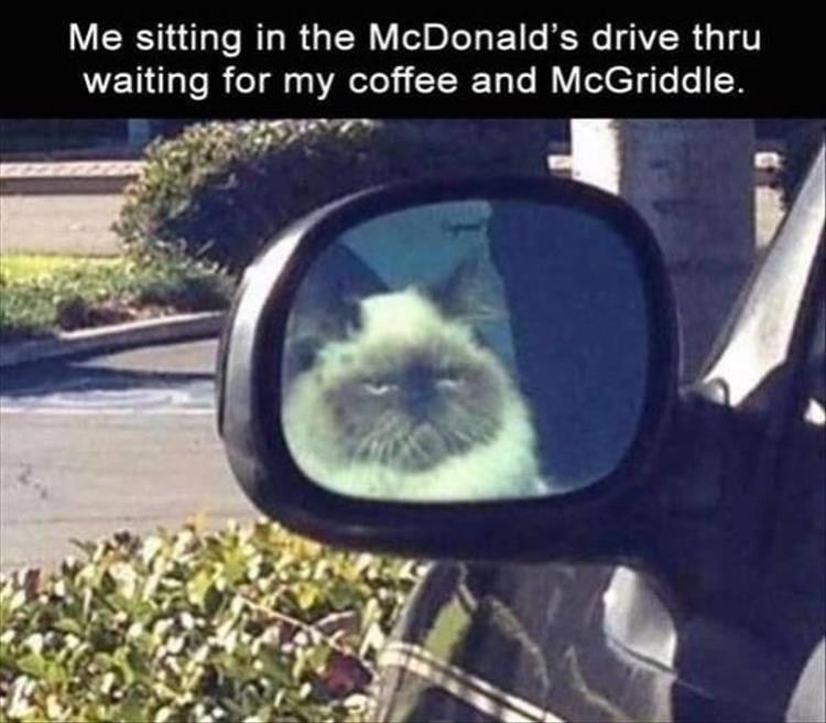 mcdonalds drive-thru | Cats | Know Your Meme