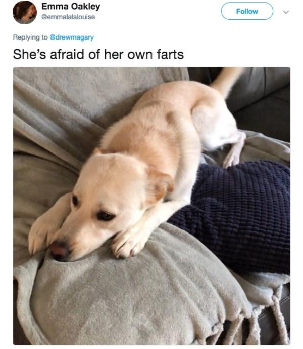 Please protect her | Dogs | Know Your Meme
