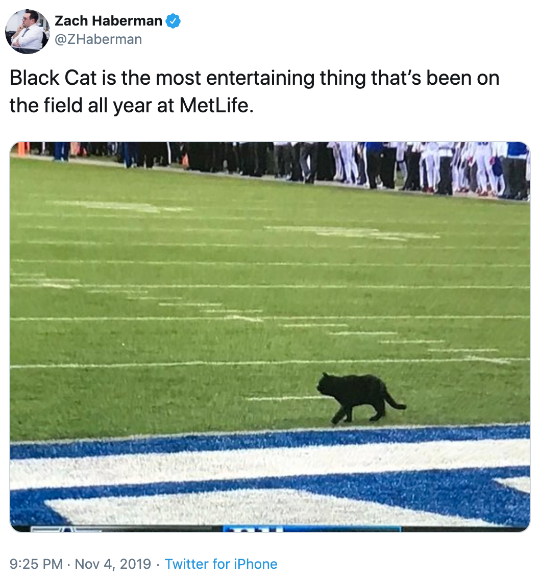 Most Entertaining | Black Cat on Football Field | Know Your Meme