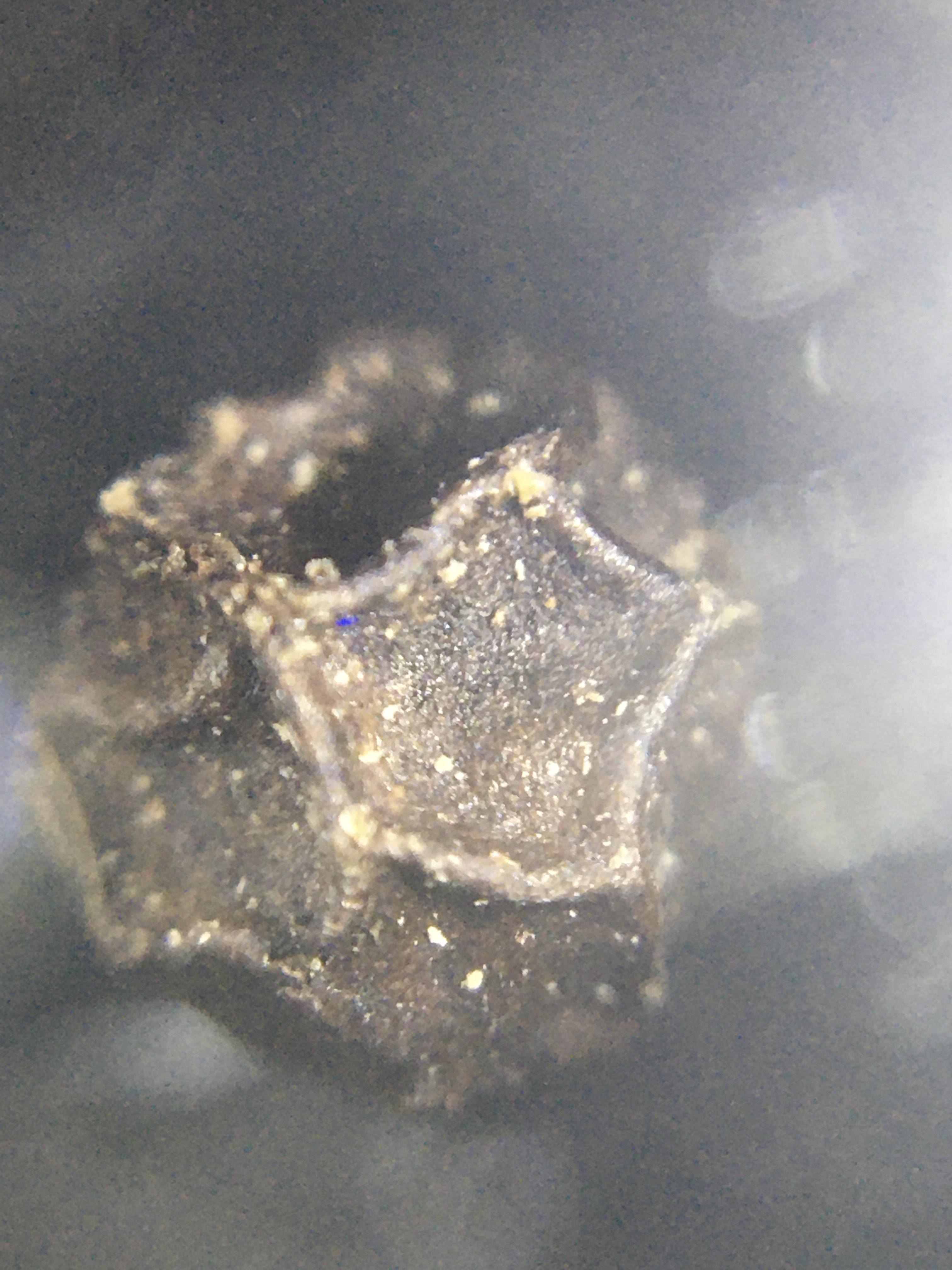 Close up of a peppercorn that I took with a microscope attachment for ...