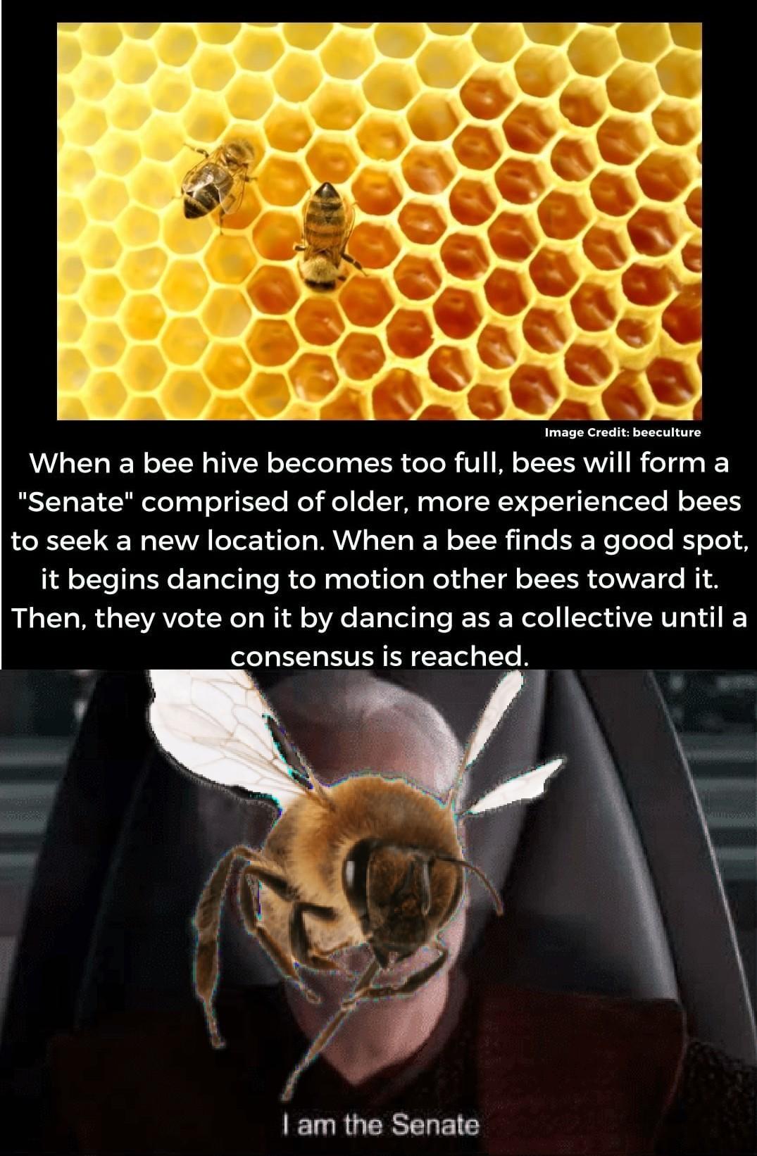 It's Bee-son then | /r/PrequelMemes | I Am the Senate | Know Your Meme