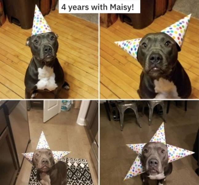 A star in the making | Dogs | Know Your Meme