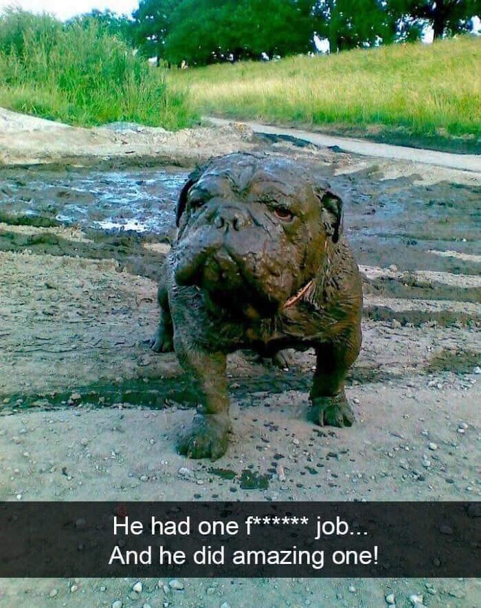 Swamp doggo | Dogs | Know Your Meme