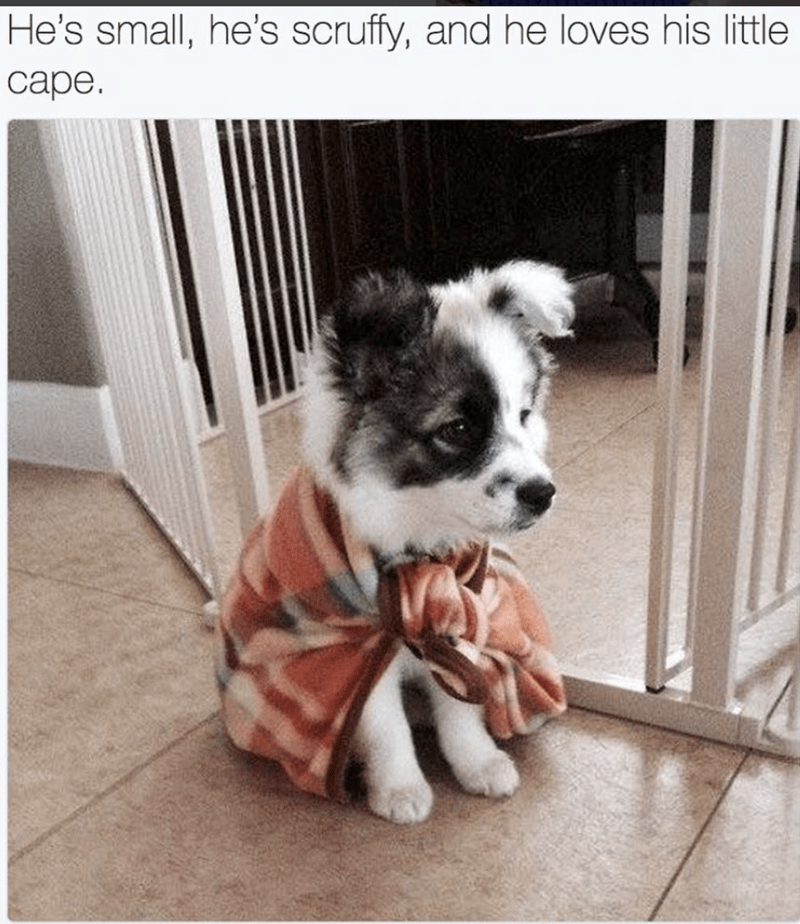 Tiny Superhero | Dogs | Know Your Meme