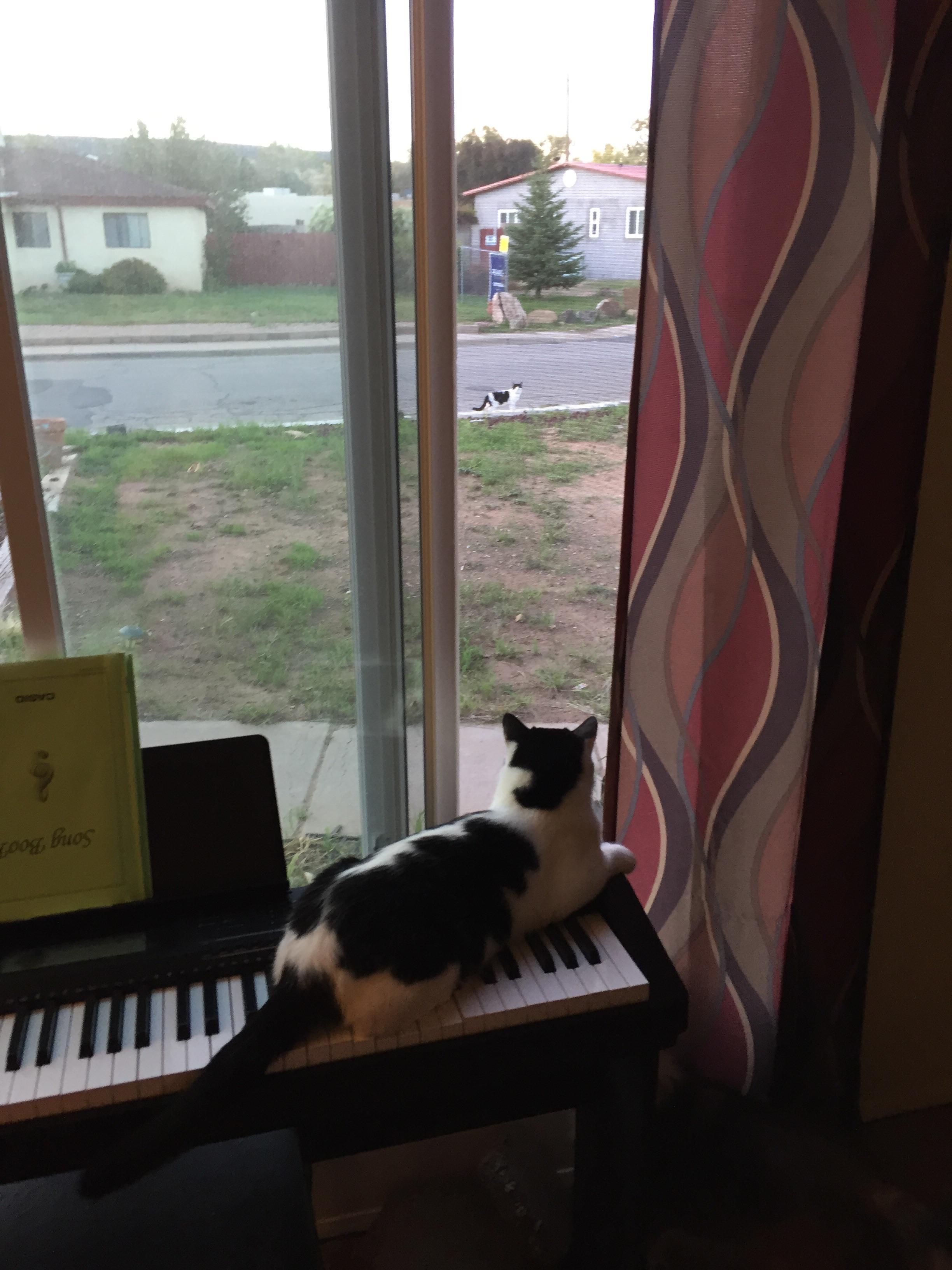 My cat staring out the window at another cat that looks just like him ...