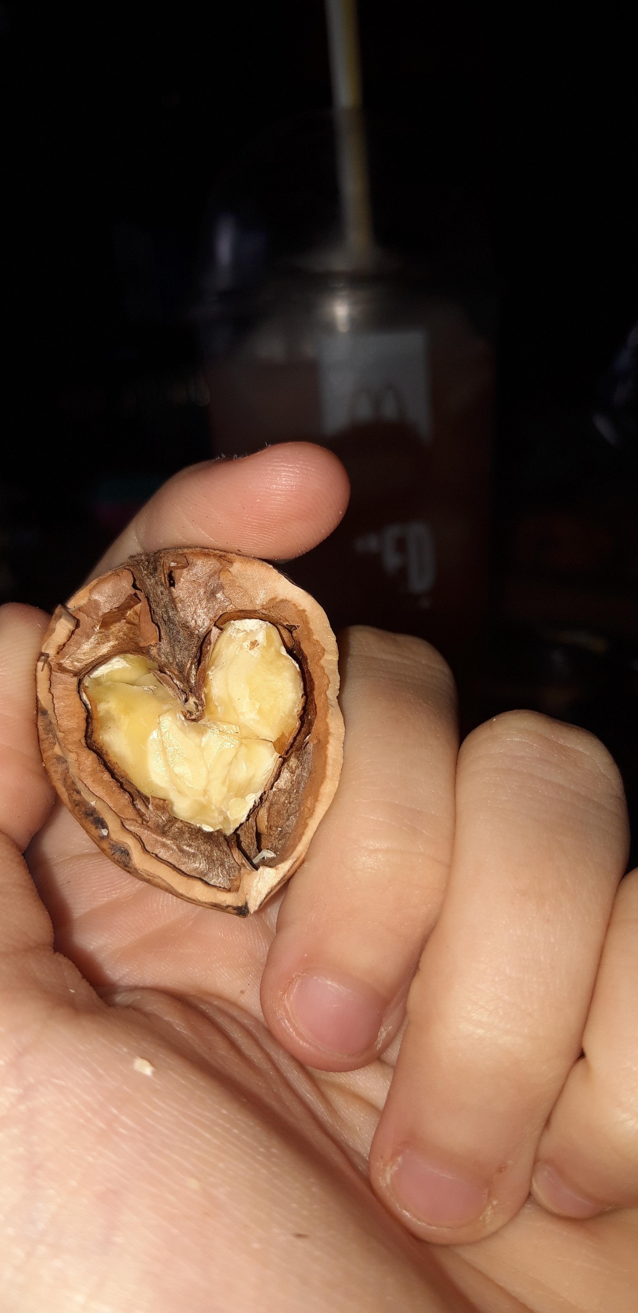 my walnut had a heart inside it | /r/mildlyinteresting | Mildly ...