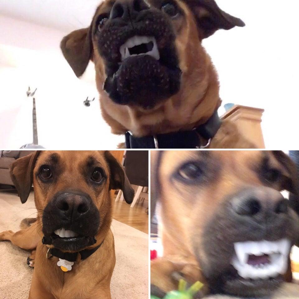 vampire teeth | Dogs | Know Your Meme