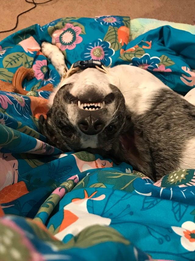 can't tell if growling or smiling | Dogs | Know Your Meme