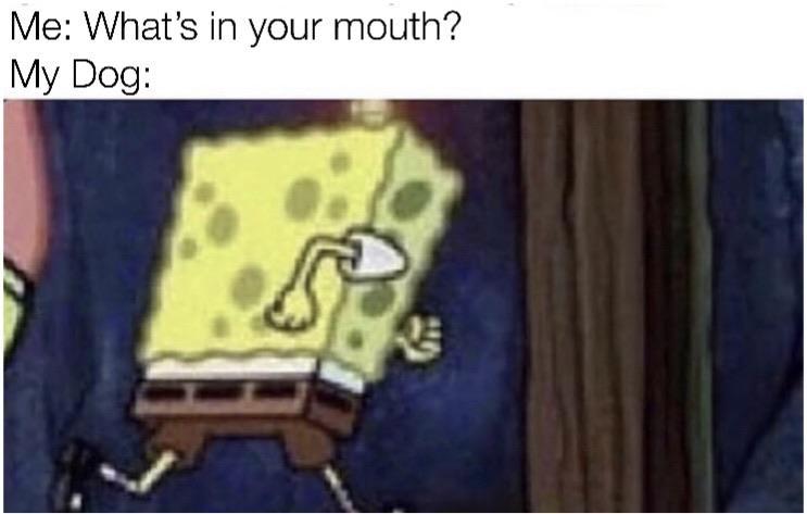 Spit it out boi | /r/BikiniBottomTwitter | SpongeBob SquarePants | Know ...