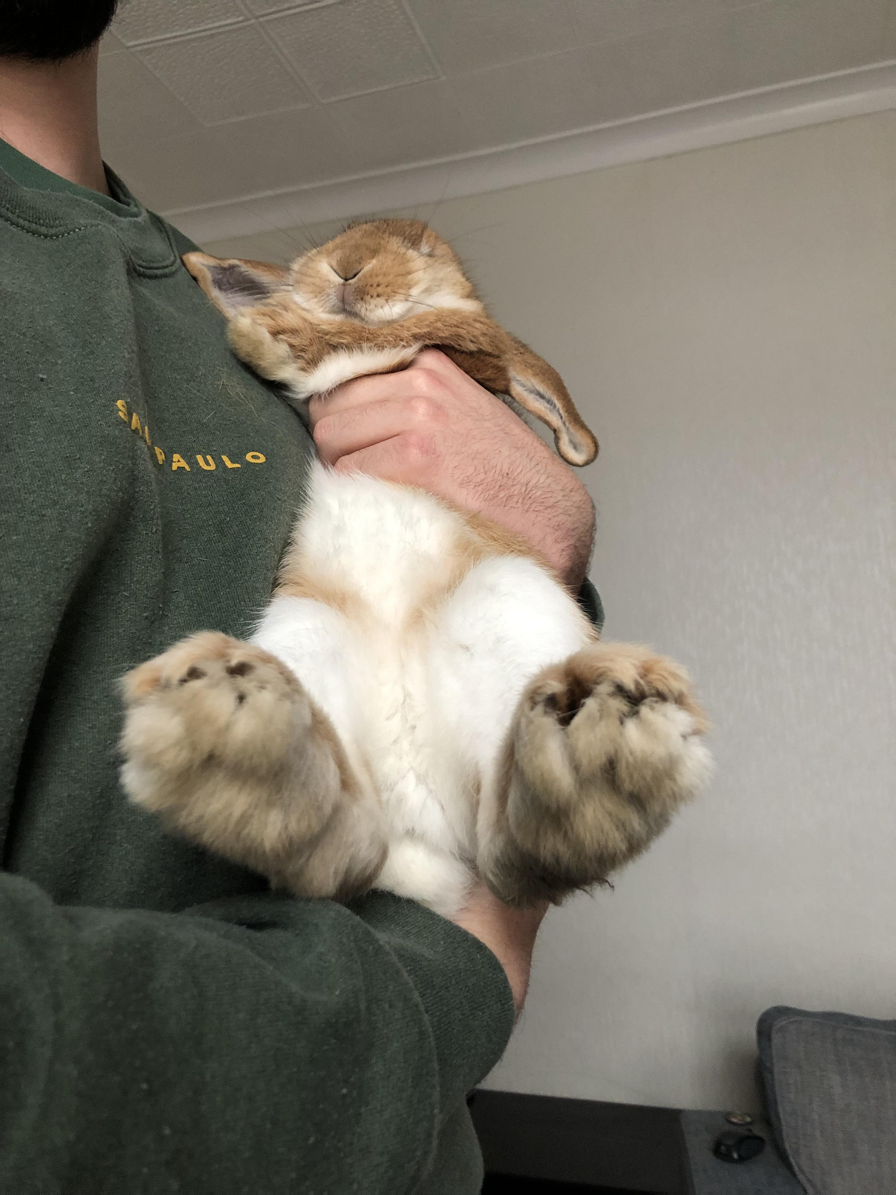my bunny’s feet | /r/mildlyinteresting | Mildly Interesting | Know Your ...