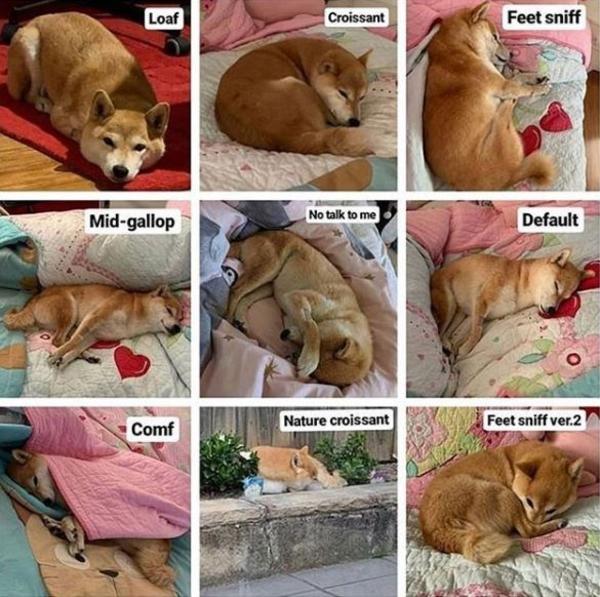 Doggo sleep positions guide | Dogs | Know Your Meme