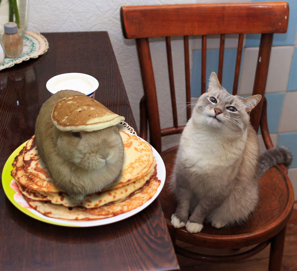 Bunny Pancake | Blini Cat | Know Your Meme