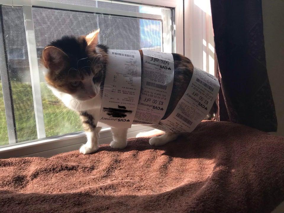 Rcvsreceipts Cat Cvs Receipts Know Your Meme