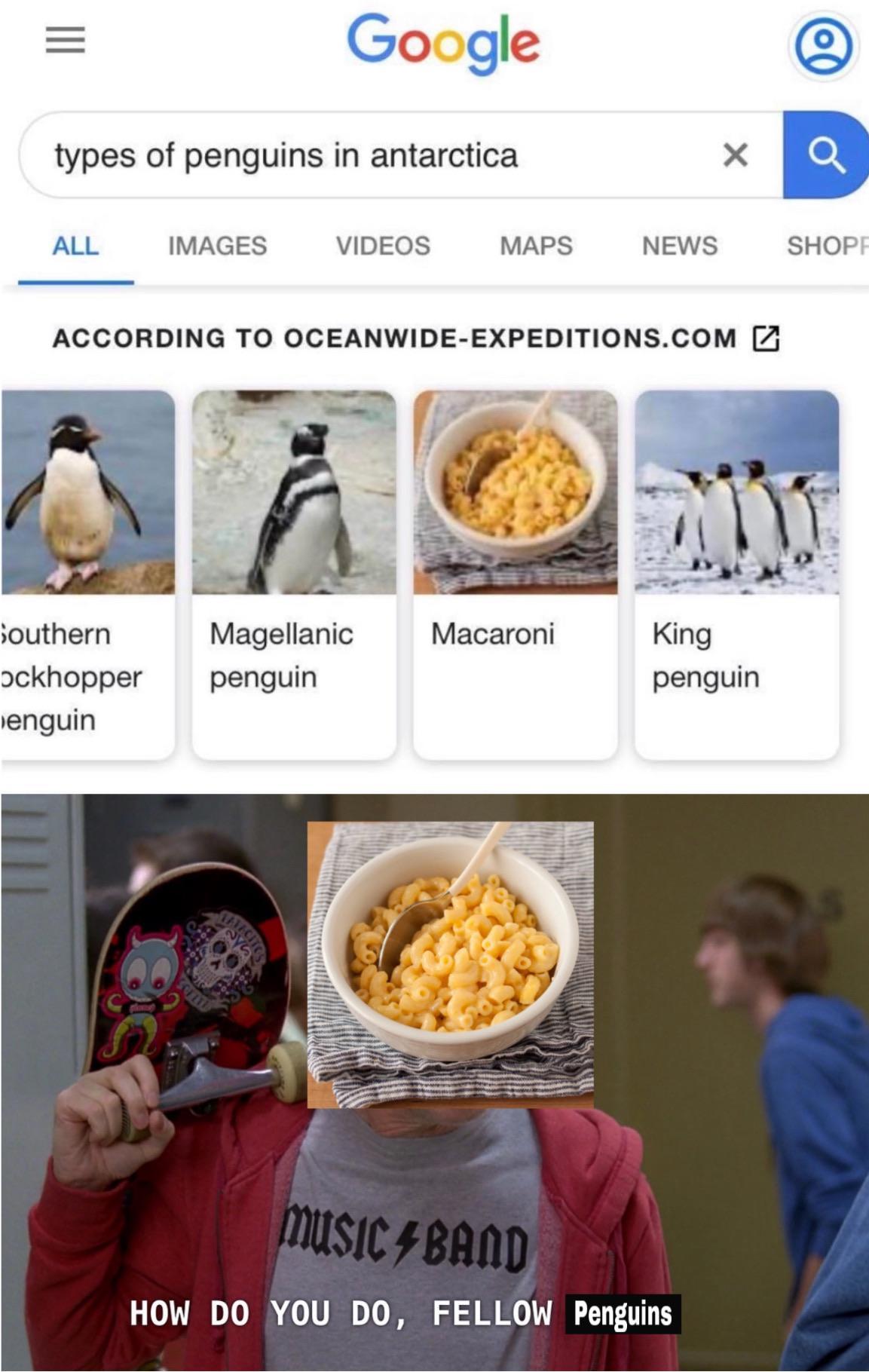 Just a picture of penguins nothing else | /r/memes | Penguins | Know ...