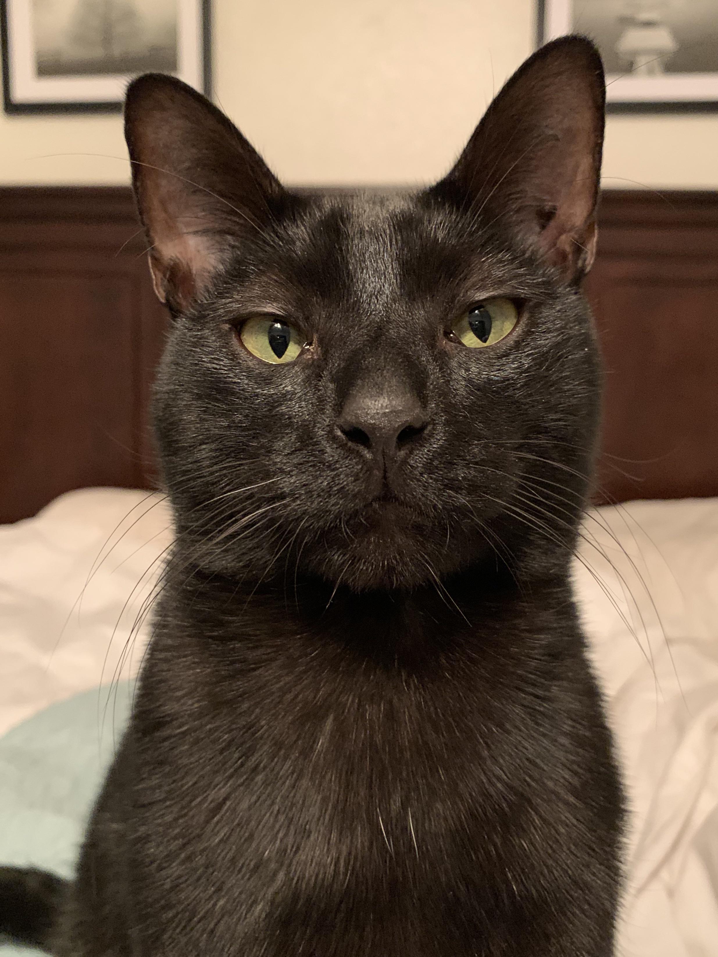 My cat has a heart-shaped birthmark in his ear | /r/mildlyinteresting ...