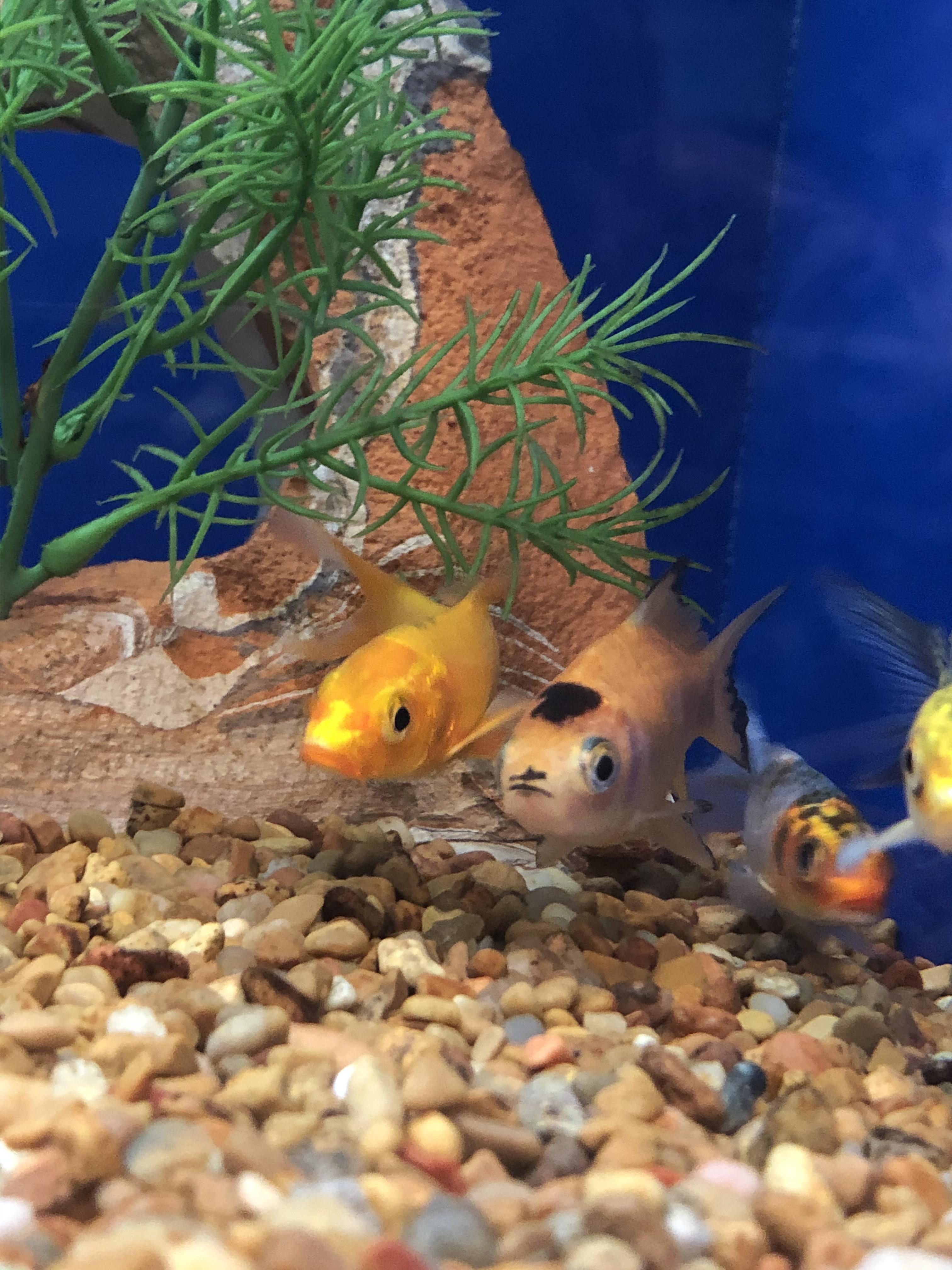 This fish looks like Hitler | /r/mildlyinteresting | Mildly Interesting ...