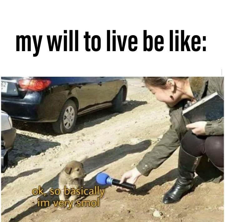 Smoll puppy | Ok, So Basically Im Very Smol | Know Your Meme