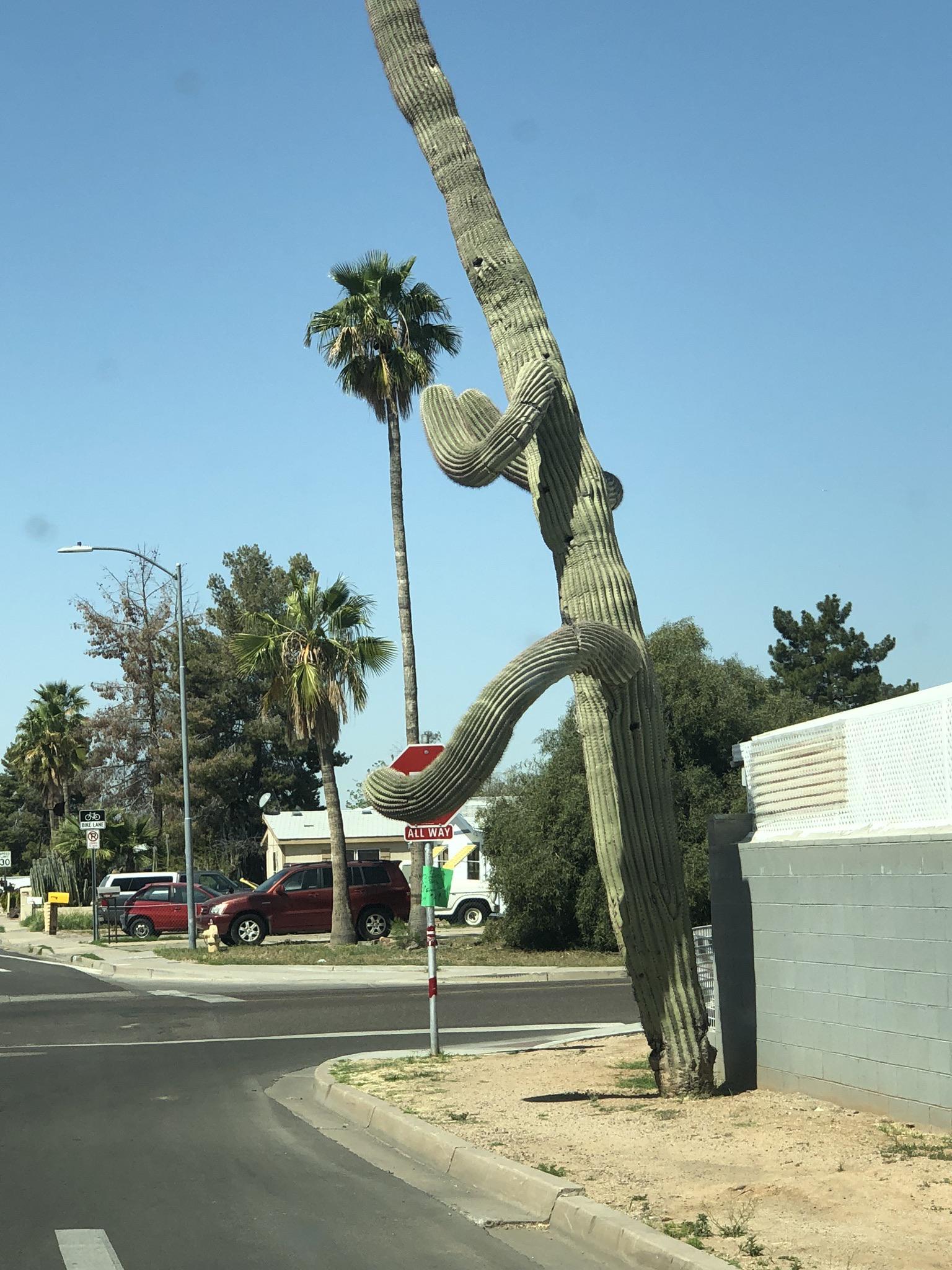 Walking cactus | /r/mildlyinteresting | Mildly Interesting | Know Your Meme