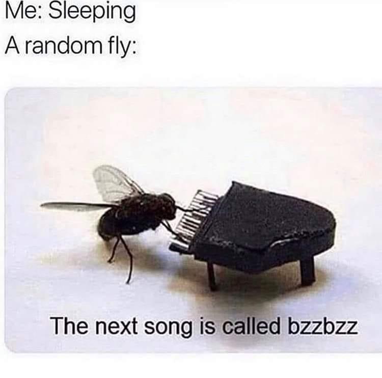 Piano Fly | Know Your Meme