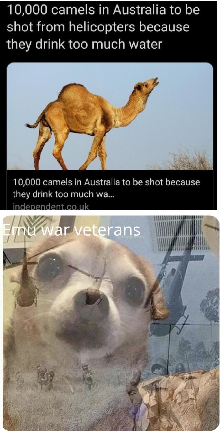 *ptsd intensifies* | /r/HistoryMemes | PTSD Chihuahua | Know Your Meme