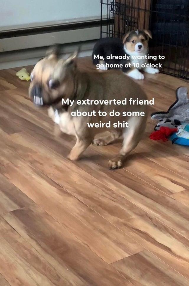 extroverted friends are fun | Dogs | Know Your Meme