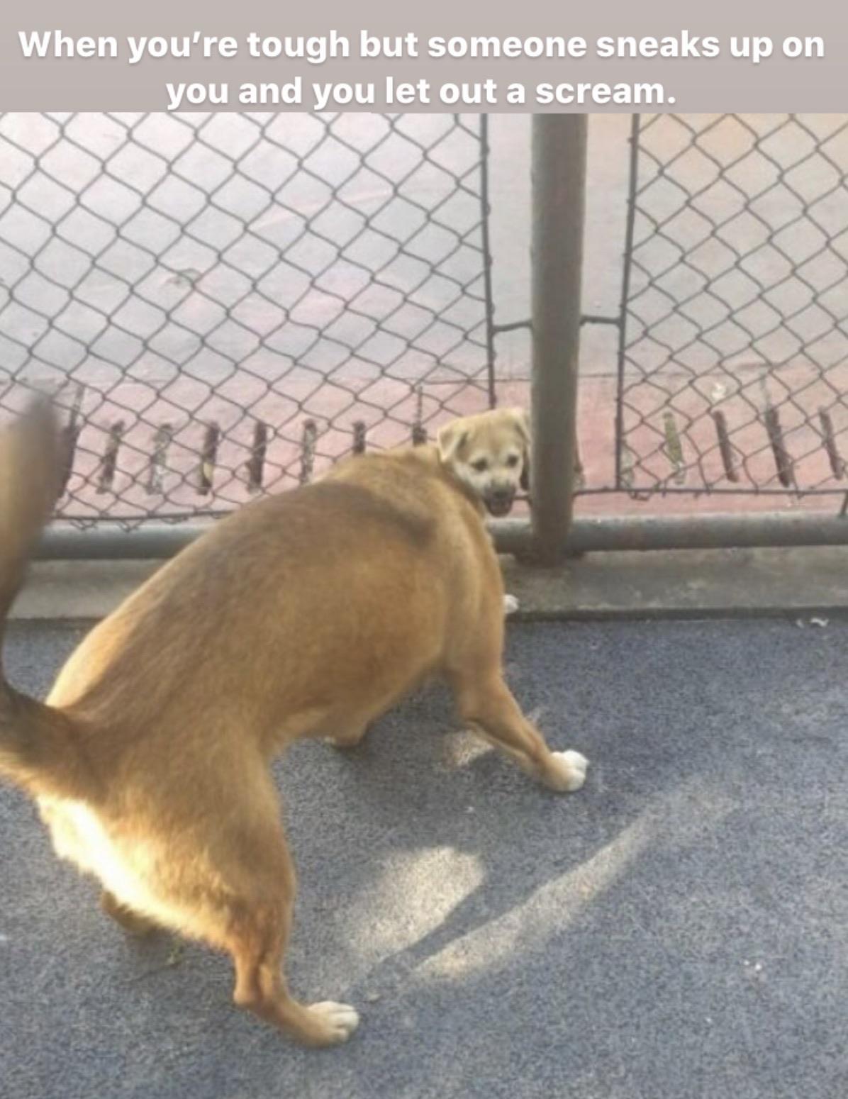 *squeals in bravery* | /r/wholesomememes | Wholesome Memes | Know Your Meme