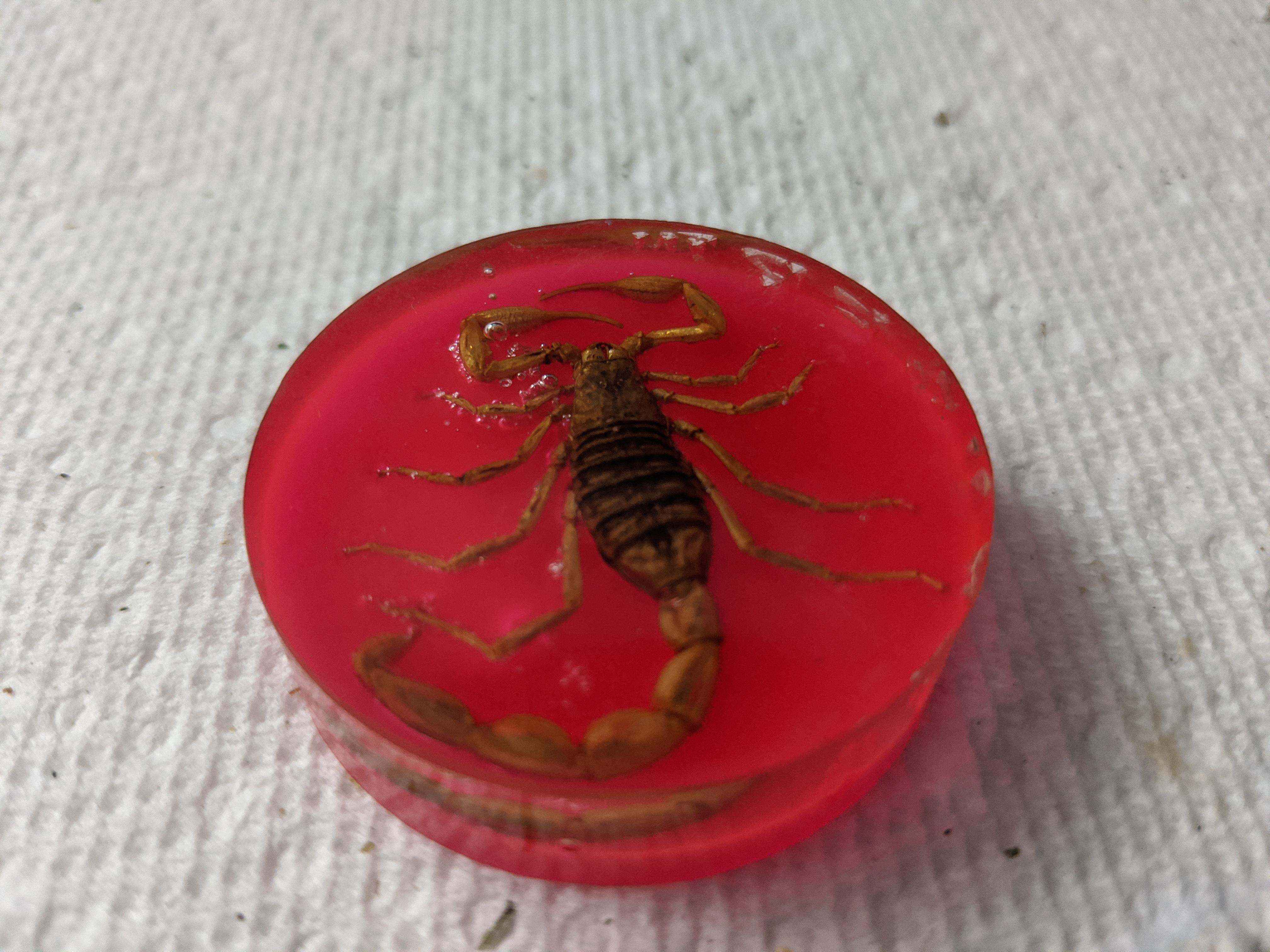 Pog slammer with real baby scorpion I kept from childhood | /r ...