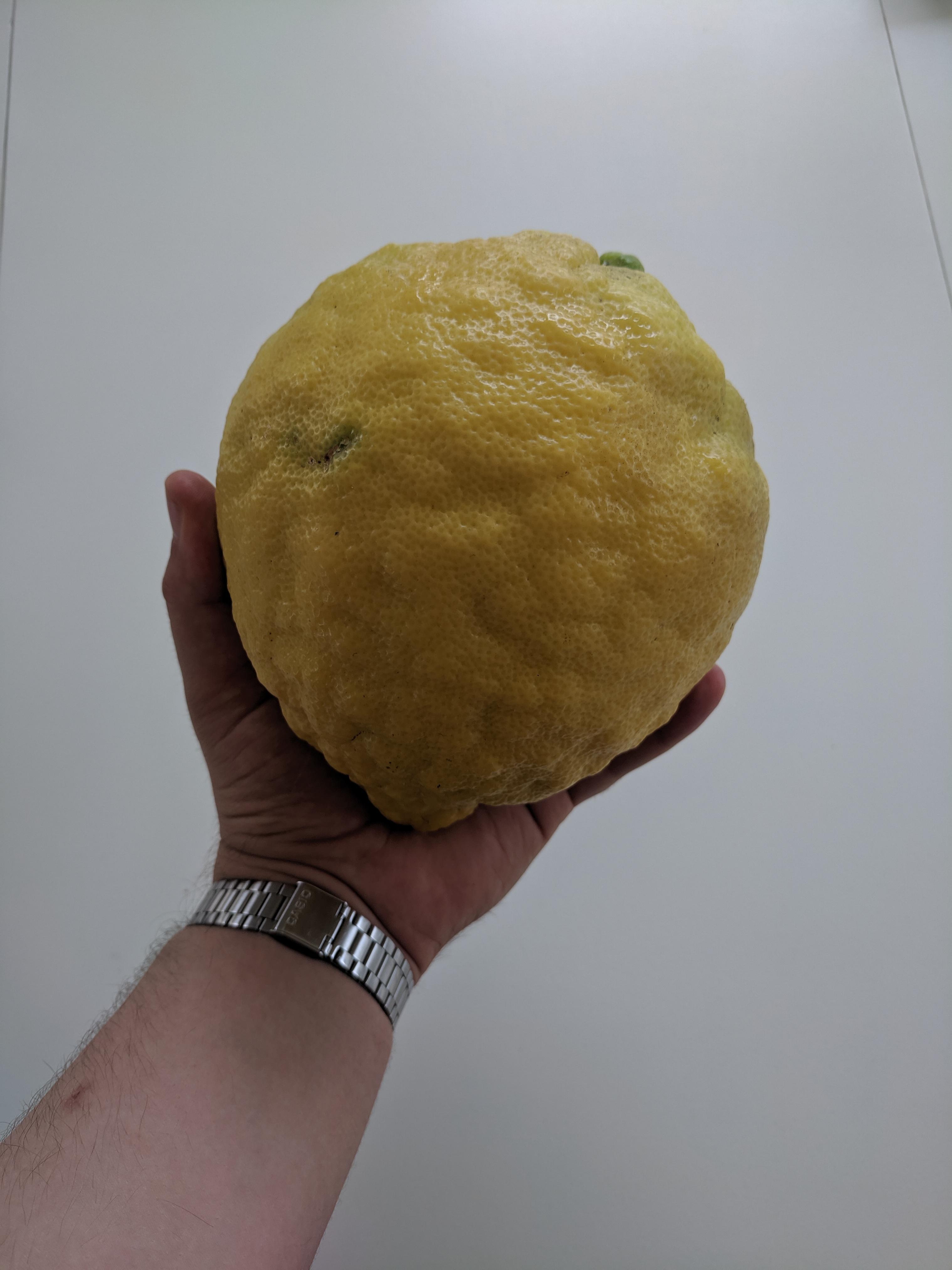 This enormous lemon that came off our tree | /r/mildlyinteresting ...