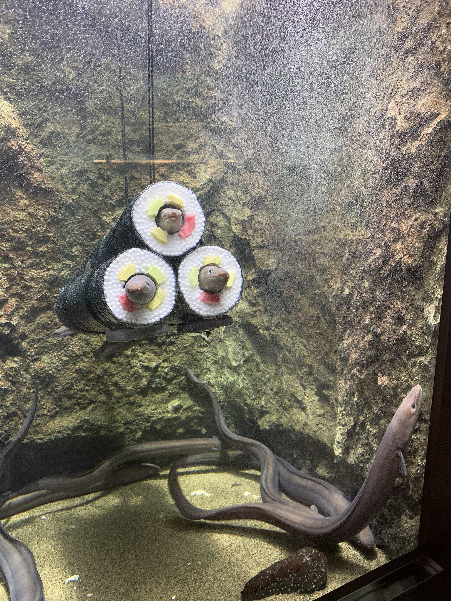 Eel Sushi | Animals | Know Your Meme