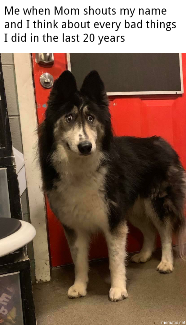 Really enjoying these flashbacks | Dogs | Know Your Meme