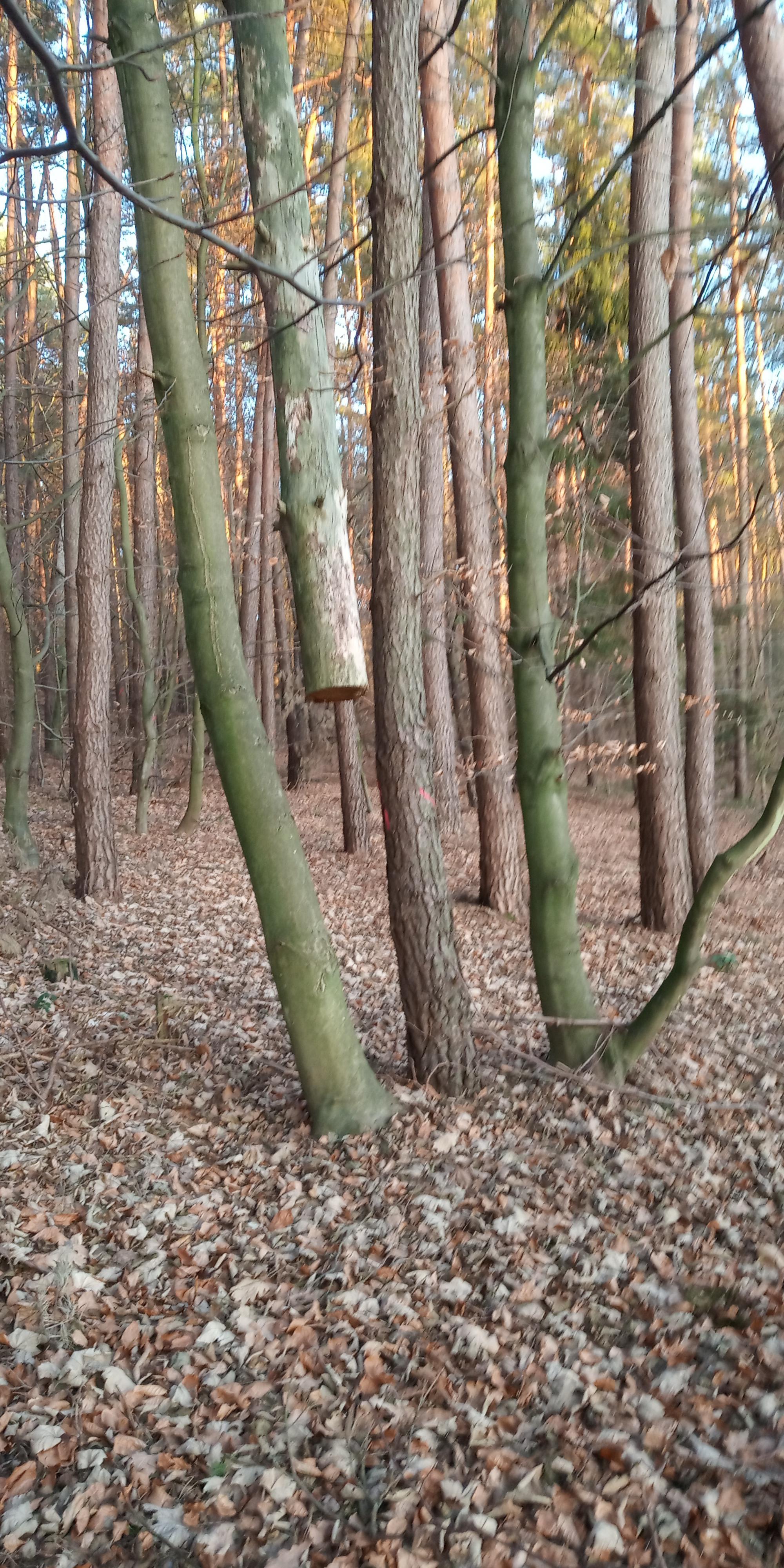 I hate when someone leave tree like this | /r/MinecraftMemes ...