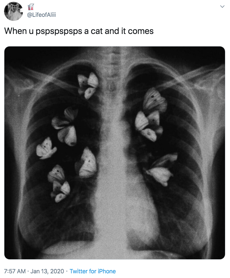 When u pspspspsps a cat and it comes | Pspspsps | Know Your Meme