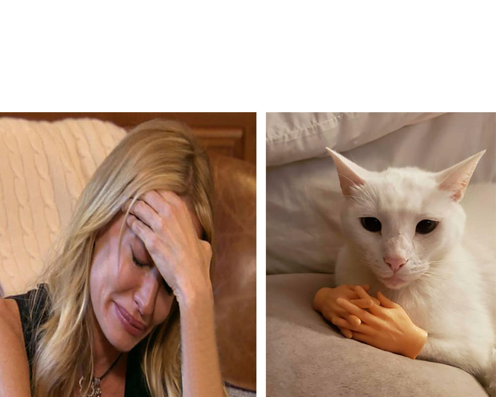 template white cat | Cats with Prosthetic Hands | Know Your Meme