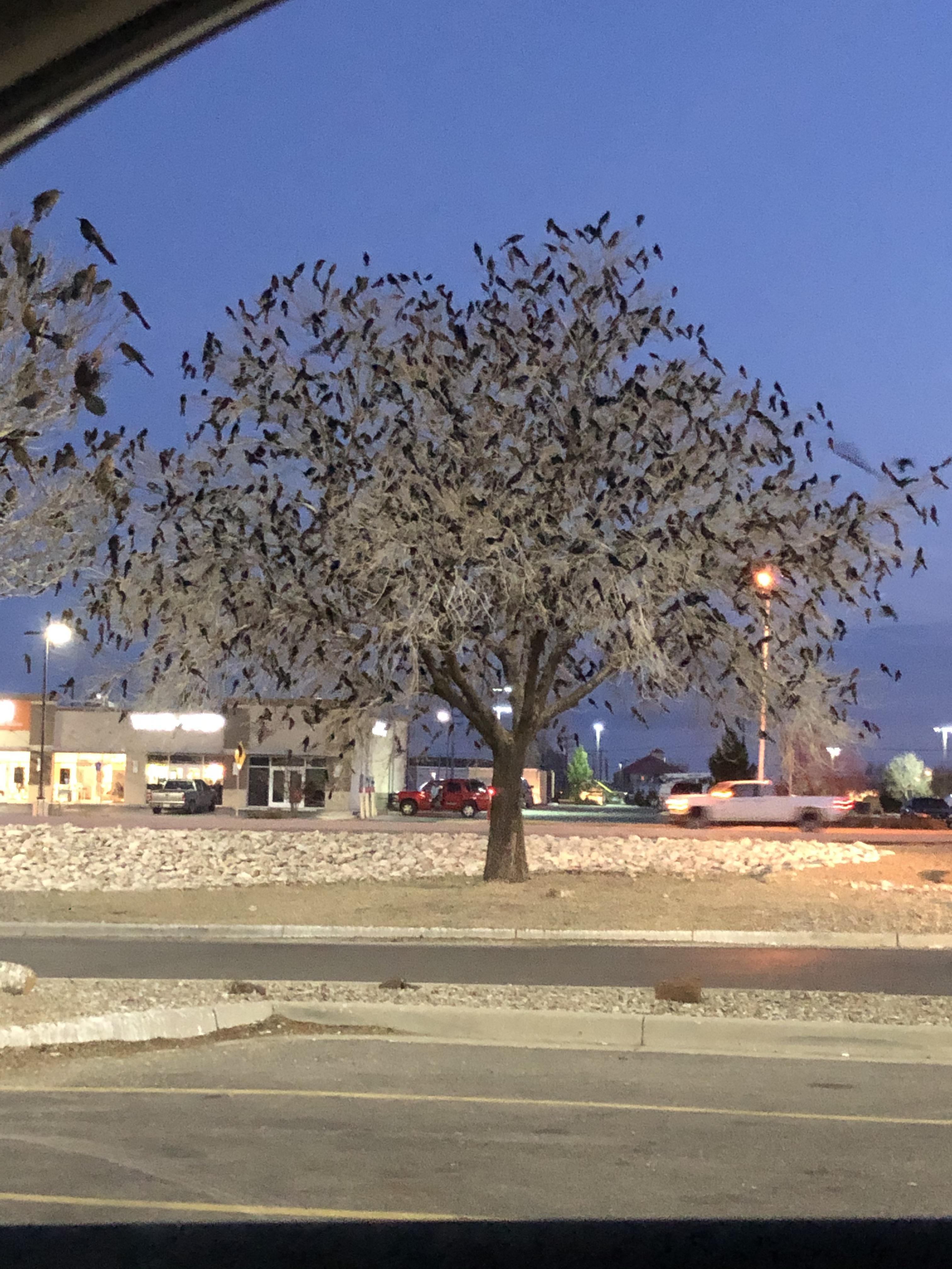 This tree has birds for leaves | /r/mildlyinteresting | Mildly ...
