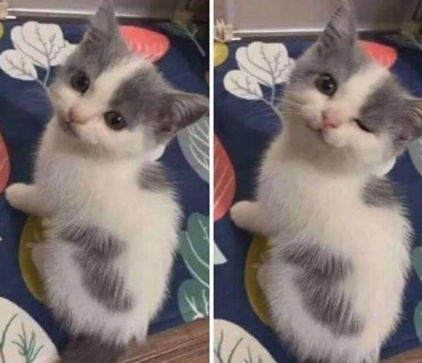 ;3 | Cats | Know Your Meme