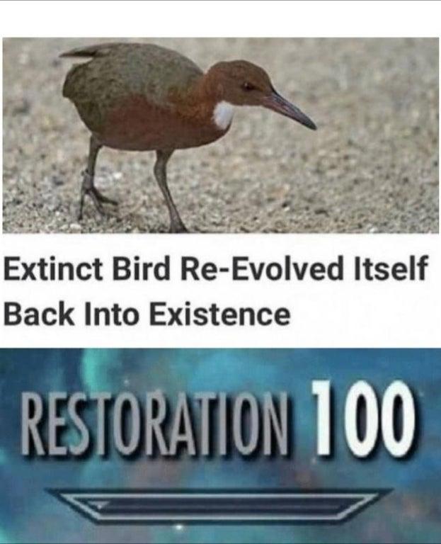 Restoration 100 | Extinct Bird Re-Evolved Itself Back Into Existence ...