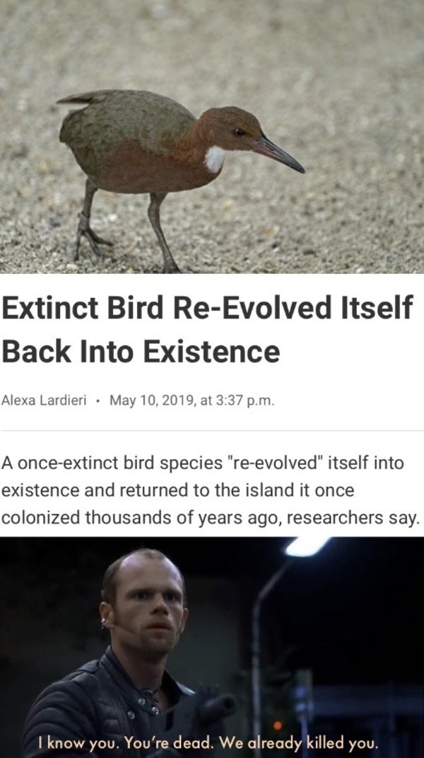 I know you. You're dead. We already killed you | Extinct Bird Re ...