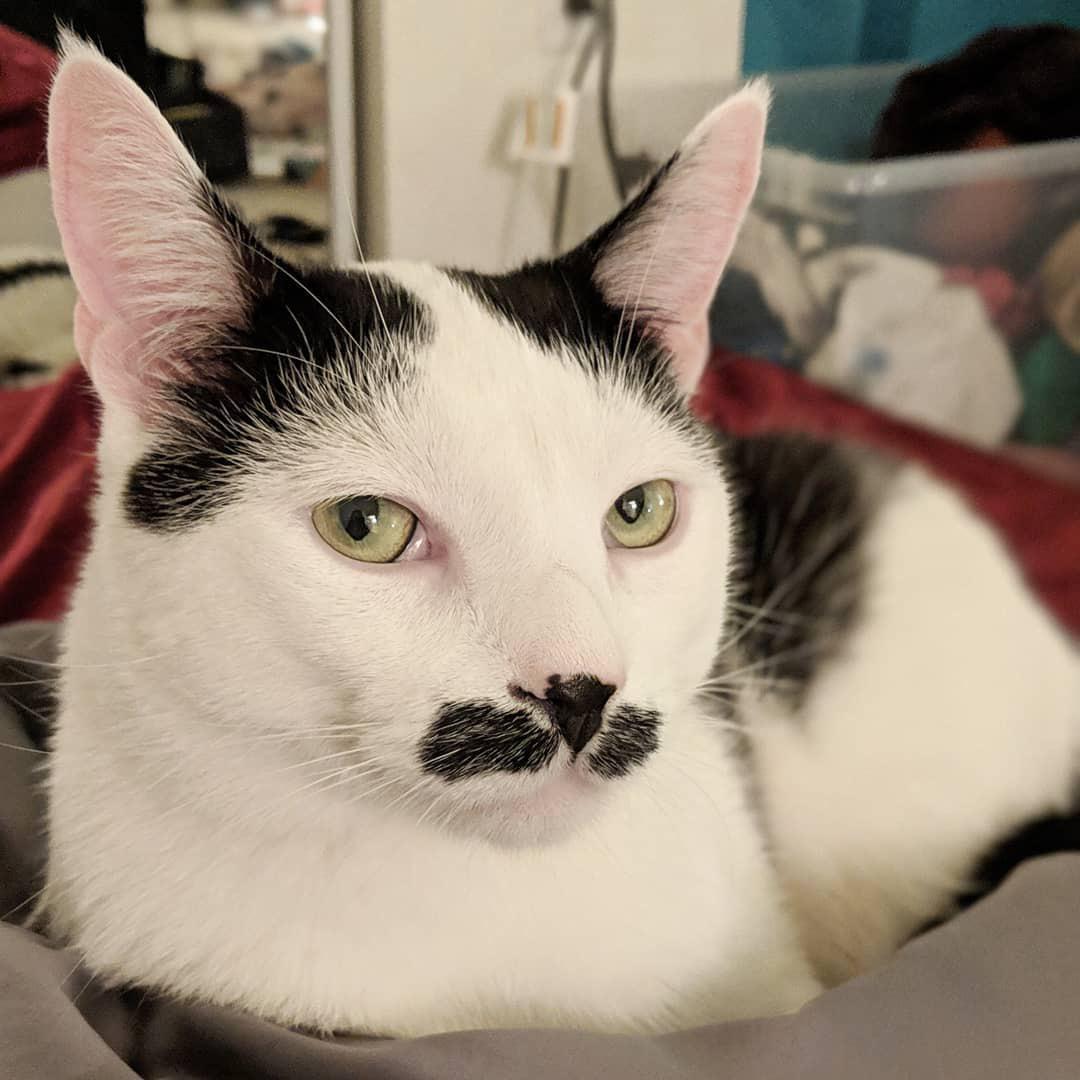 This cat has a mustache | /r/mildlyinteresting | Mildly Interesting ...