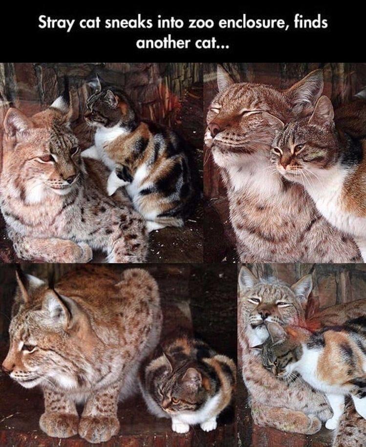 Positive vibes and happiness for everyone. | /r/wholesomememes ...